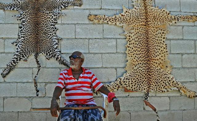 How leopards lost their spot: 75% of natural habitat vanished | India News