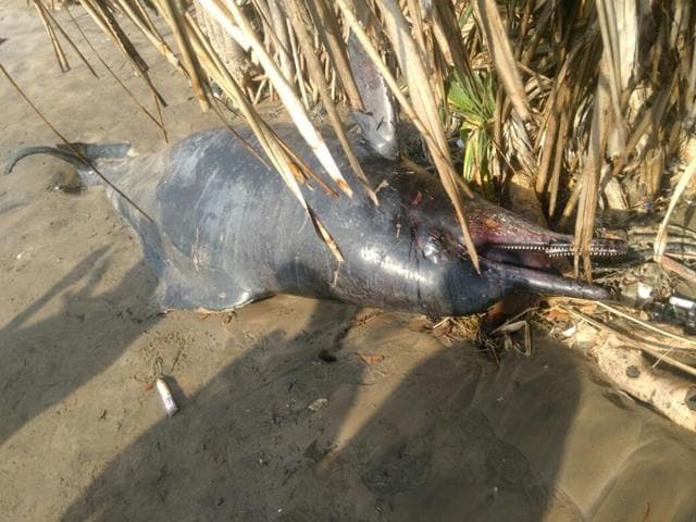 In pics: Dolphin carcass washed ashore Mumbai beach | Mumbai news