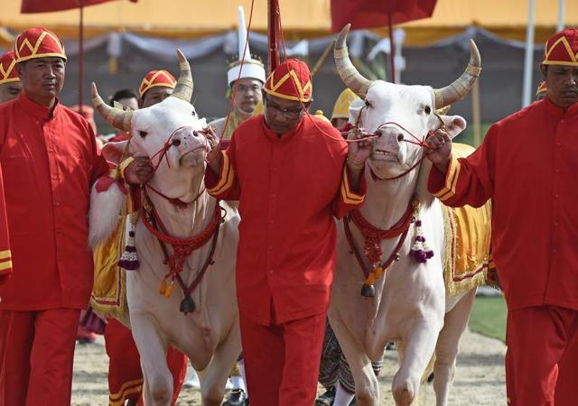 Sacred bulls predict rainfall for parched, drought-stricken Thailand ...