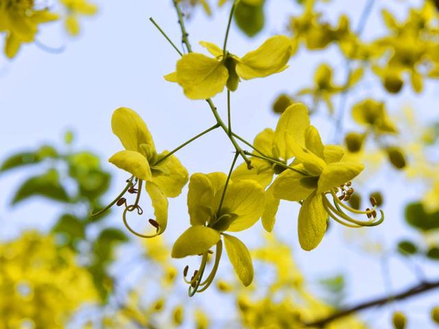 Colours of an Indian summer: Amaltas, Gulmohar in full bloom in Delhi ...