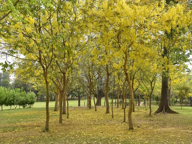 Colours of an Indian summer: Amaltas, Gulmohar in full bloom in Delhi ...