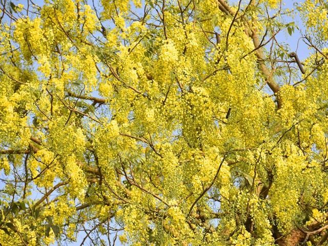 Colours of an Indian summer: Amaltas, Gulmohar in full bloom in Delhi ...