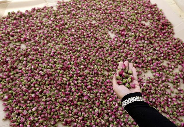 Withered by war, rose that gave Damascus its name is dying | World News