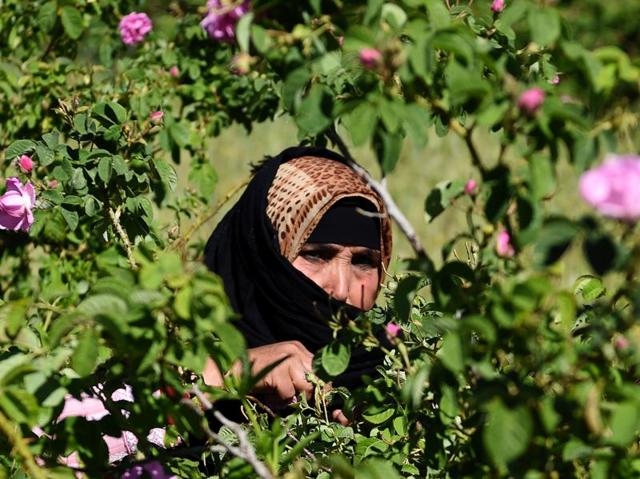 The beauty and fragrance of Syria’s famous Damask roses | Hindustan Times