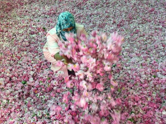 The beauty and fragrance of Syria’s famous Damask roses | Hindustan Times