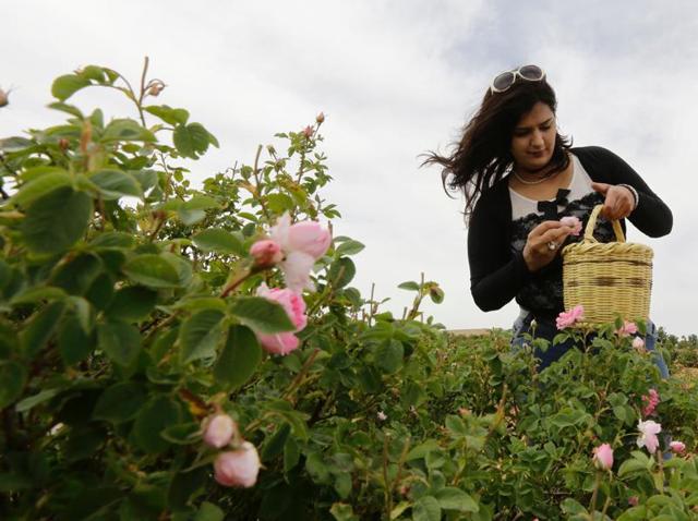 The beauty and fragrance of Syria’s famous Damask roses | Hindustan Times