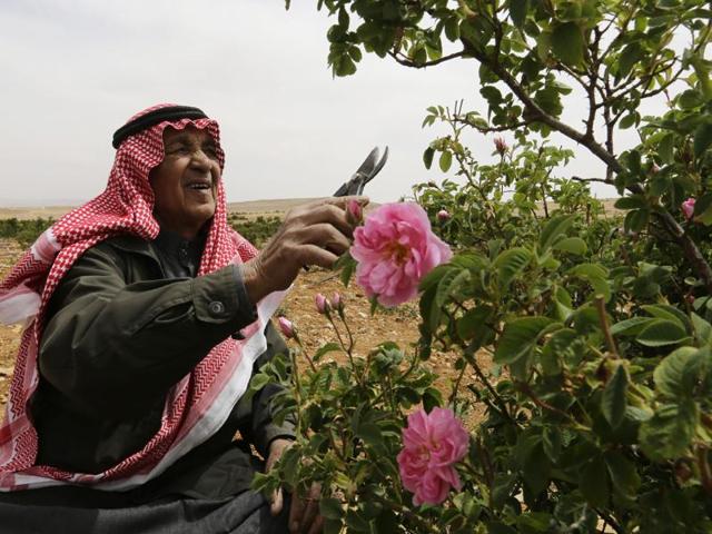 The beauty and fragrance of Syria’s famous Damask roses | Hindustan Times