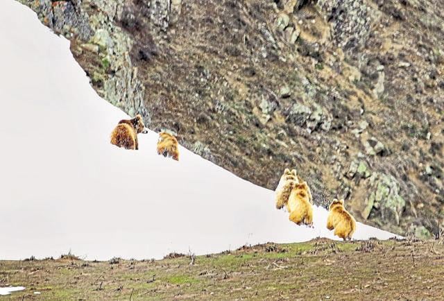 Wild buzz: Water didn’t work on this car viper | Hindustan Times