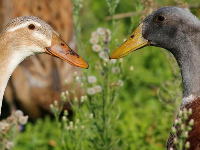 When Indian Runner ducks go pest hunting in South Africa | Hindustan Times