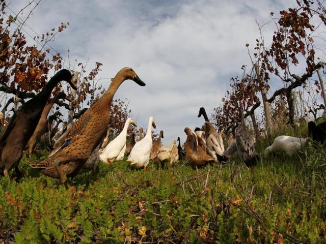 When Indian Runner ducks go pest hunting in South Africa | Hindustan Times