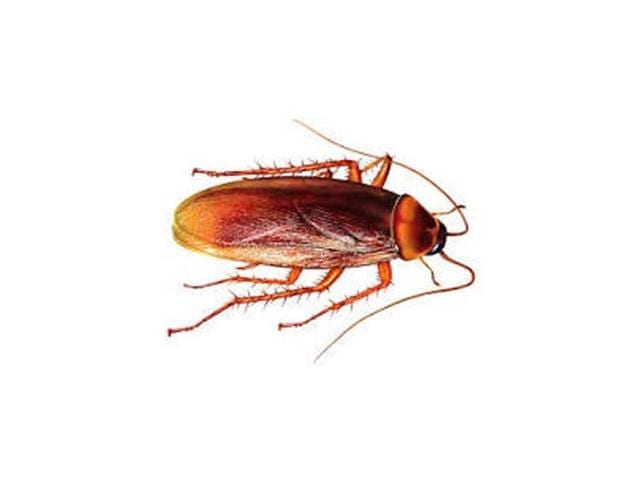 Help! There’s a cockroach: South Korean emergency services shames time ...