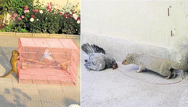 Wild Buzz: Nabbing phantoms, and Yogi the mascot mongoose | Hindustan Times