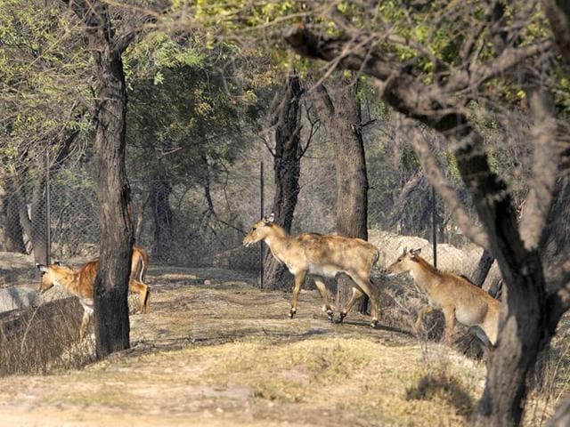 SC to hear plea against declaring Nilgai, monkeys as vermin | India News