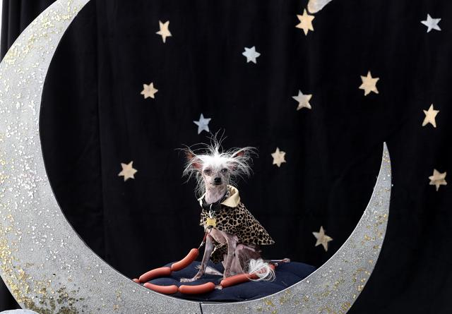 In pics: Meet the world’s ugliest dog blind, bow-legged SweePee Rambo ...