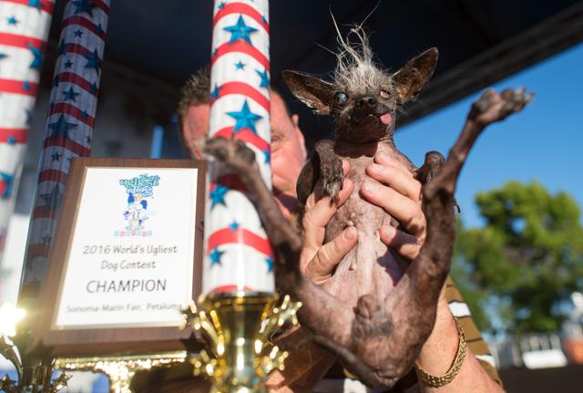 In pics: Meet the world’s ugliest dog blind, bow-legged SweePee Rambo ...