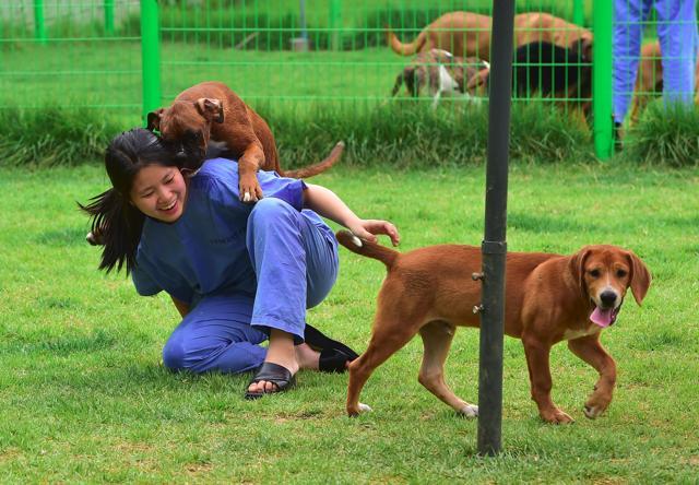 Fido lives forever? South Korean dog cloning clinic makes it possible ...