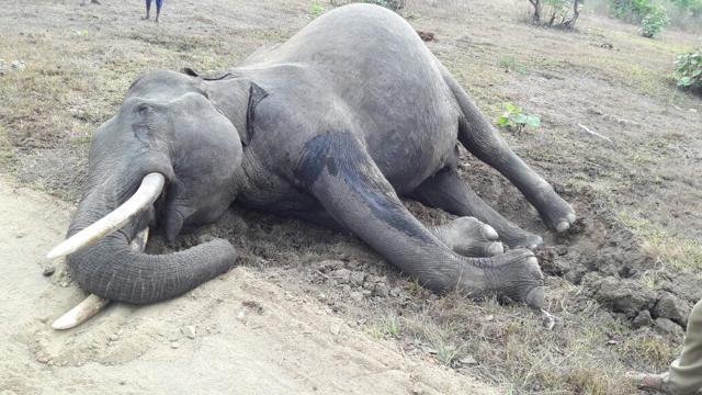 Hunters become the hunted: Elephant poachers fall prey to their phone ...