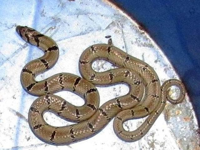 Kukri snake rescued from Dwarka Sector 21 metro station | Latest News Delhi