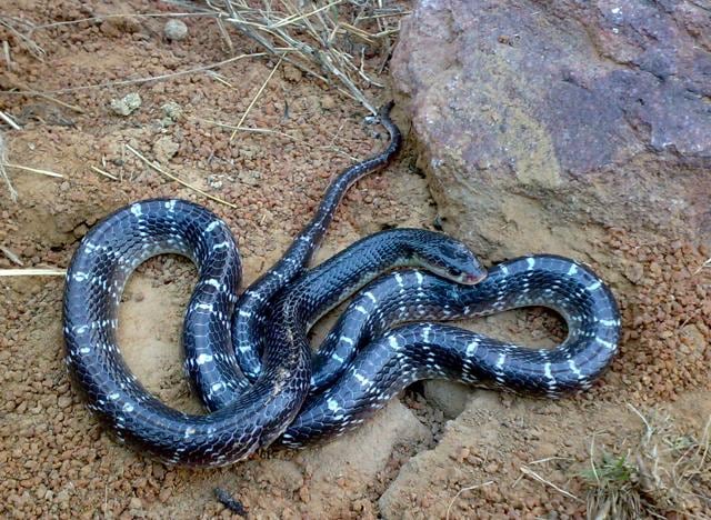 City’s forests home to many rare snake species | Latest News Delhi