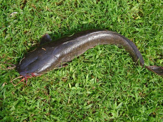Pollution leads to decline in native fish population in Powai lake ...