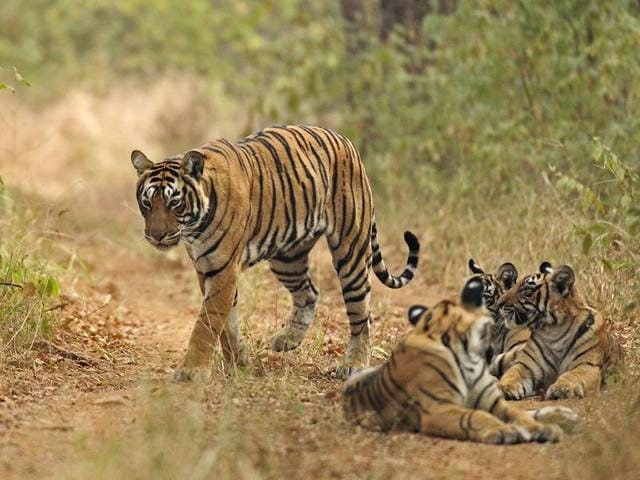 Life of Krishna the tigress | Hindustan Times