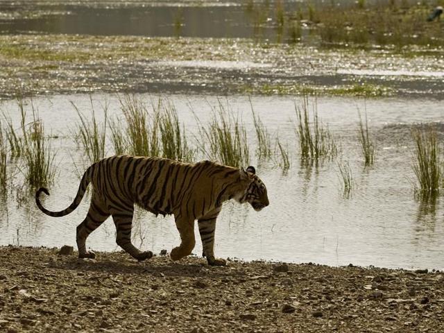Life of Krishna the tigress | Hindustan Times