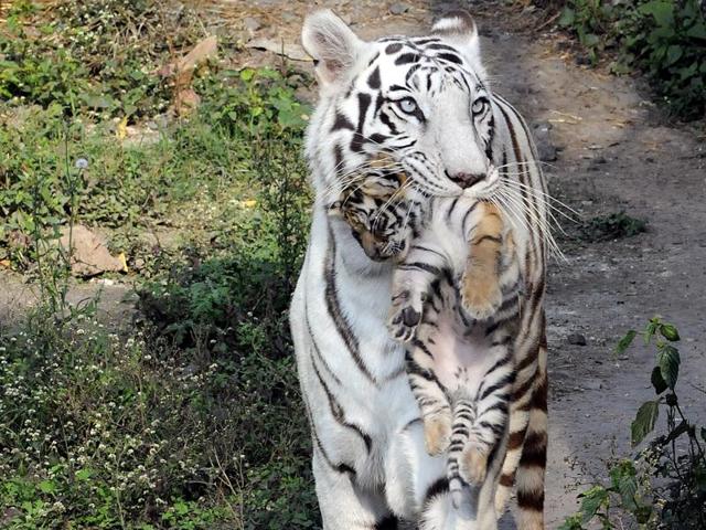 On International Tiger Day, we bring you face to face with the majestic ...