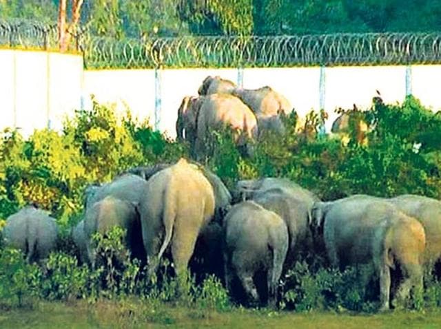 TN to build underpasses for elephants to help them cross railway tracks ...