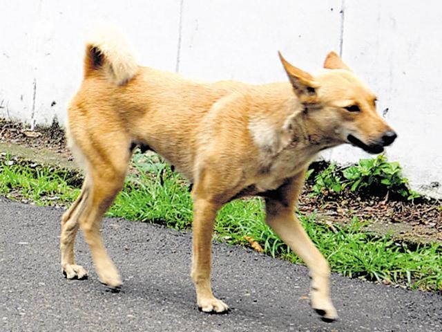 Nobody’s child: The stray dogs of the city | Hindustan Times