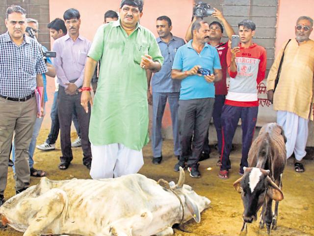 Don’t abandon cows, use insurance scheme: Minister | Hindustan Times