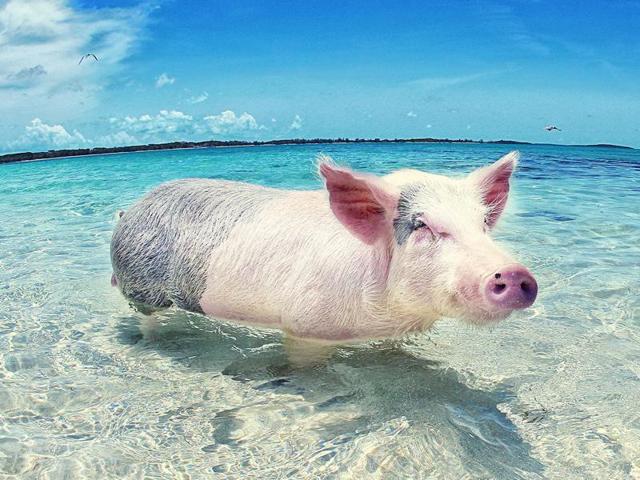 World’s weirdest beaches: The Bahamas, a great place to swim with pigs ...