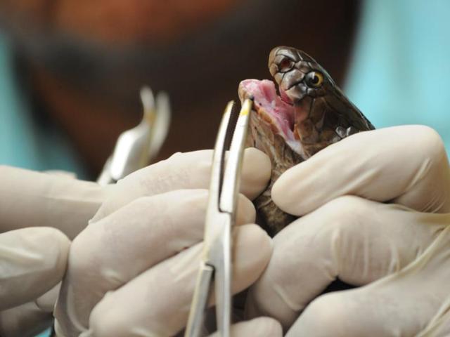 79 deadly snakes seized by MP forest dept, to be released after ...