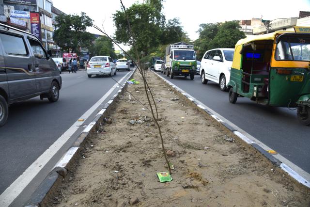 PWD negligence kills saplings on Kotla road divider | Latest News Delhi