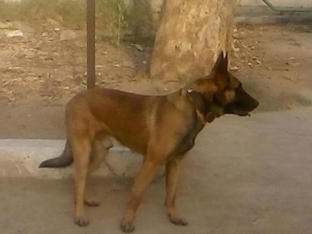 NSG dog ‘Rocket’ gets commendation for ‘raw courage’ during Pathankot ...