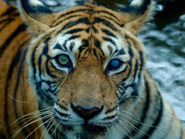 In pics: Machli, India’s oldest surviving tigress, dies at 19 | India News