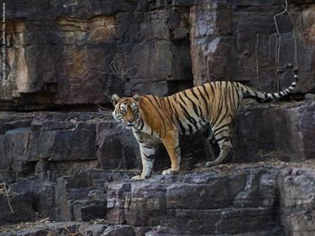 Machhli and her magic: The tigress who renewed Ranthambhore’s success ...
