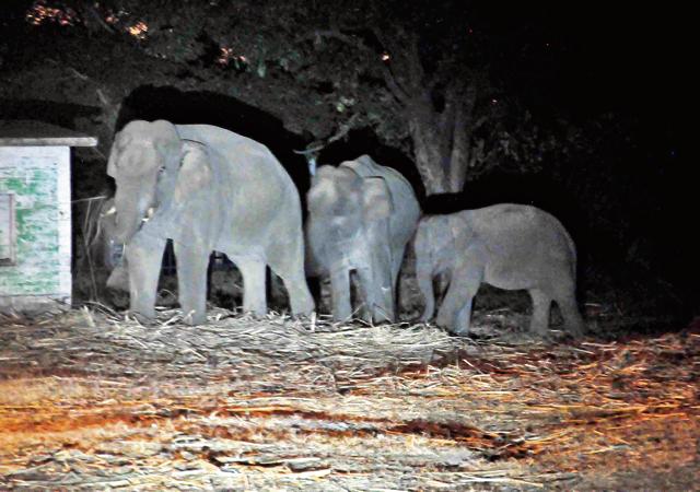 Elephant attacks on the rise in state | Hindustan Times