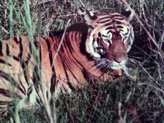 Machhli, the most iconic of India’s tigers | Hindustan Times