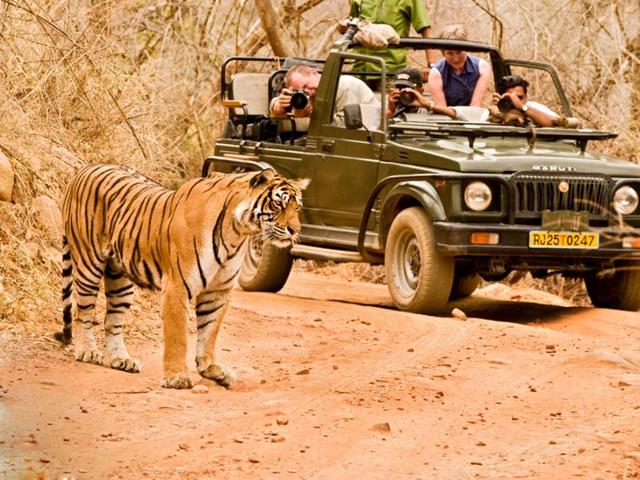 Machhli, the most iconic of India’s tigers | Hindustan Times