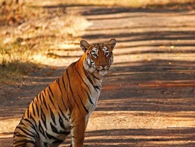 Machhli, the most iconic of India’s tigers | Hindustan Times