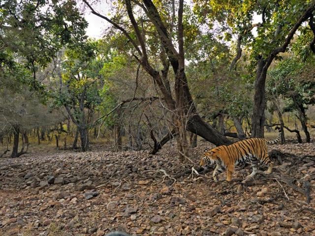 Machhli, the most iconic of India’s tigers | Hindustan Times