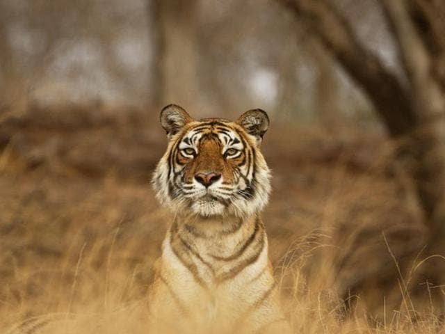 Machhli, the most iconic of India’s tigers | Hindustan Times