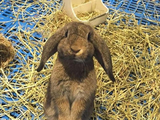 Look, who are there in your café for company? Rabbits! | Hindustan Times