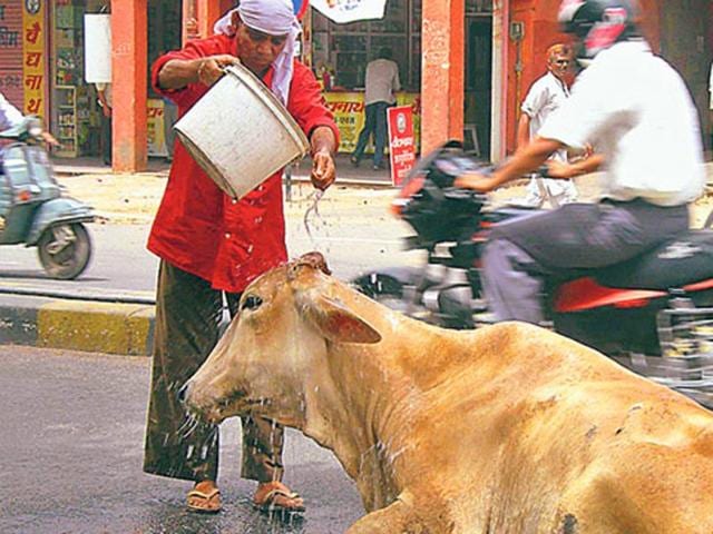No bull: MP cows get glow-in-the-dark horns to stop crashes | India News