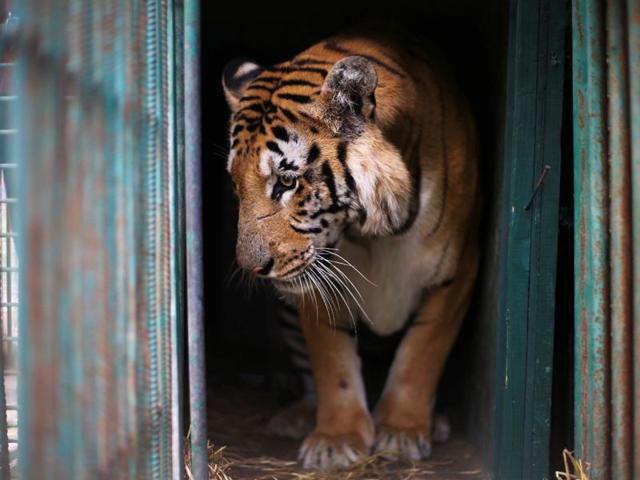 In war-ravaged Gaza, starving animals rescued from ‘world’s worst’ zoo ...