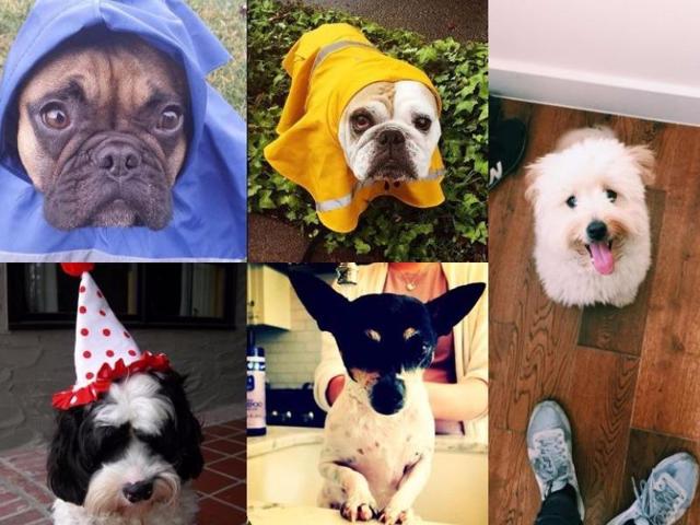 These adorable ‘Dog Day’ Instagrams will make your day so much better ...