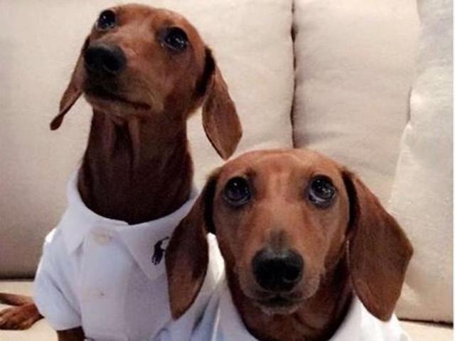 These adorable ‘Dog Day’ Instagrams will make your day so much better ...