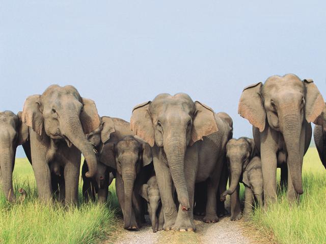 Corbett elephants to get their ‘corridor’ free from encroachment ...