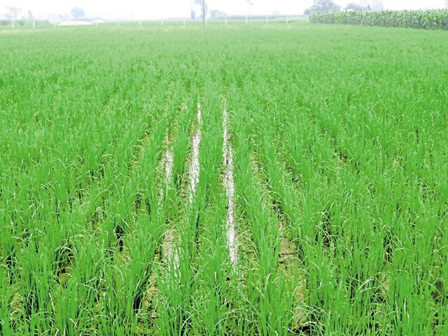 Agriculture experts expecting bumper paddy crop due to heavy rain this ...