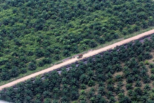 Korean firm burnt over 50,000ha of Indonesian rainforests for palm oil ...